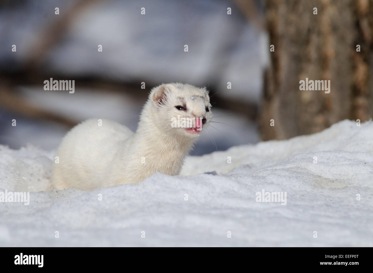 Lest Weasel early in the spring Stock Photo - Alamy