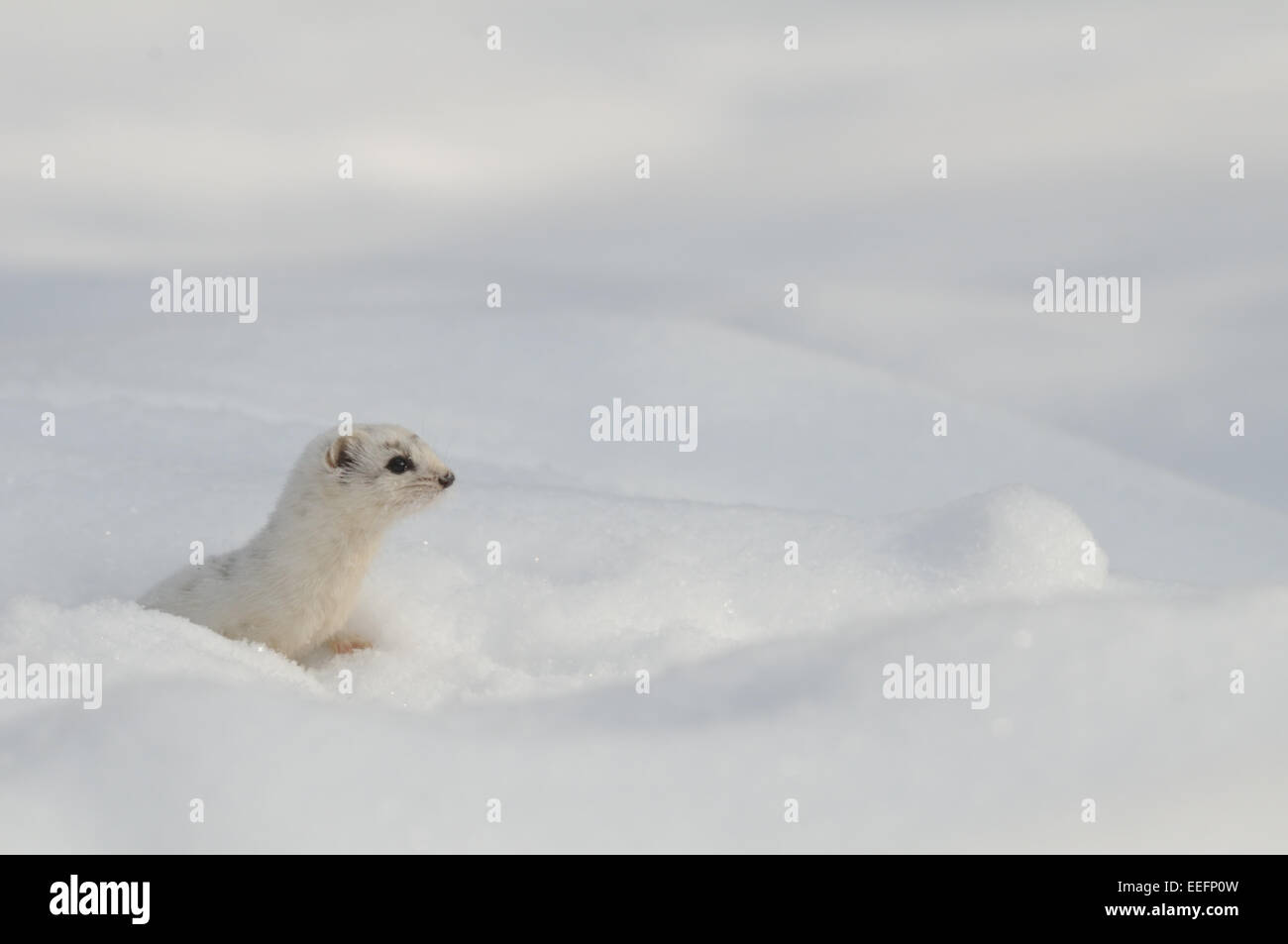 Lest Weasel early in the spring Stock Photo - Alamy