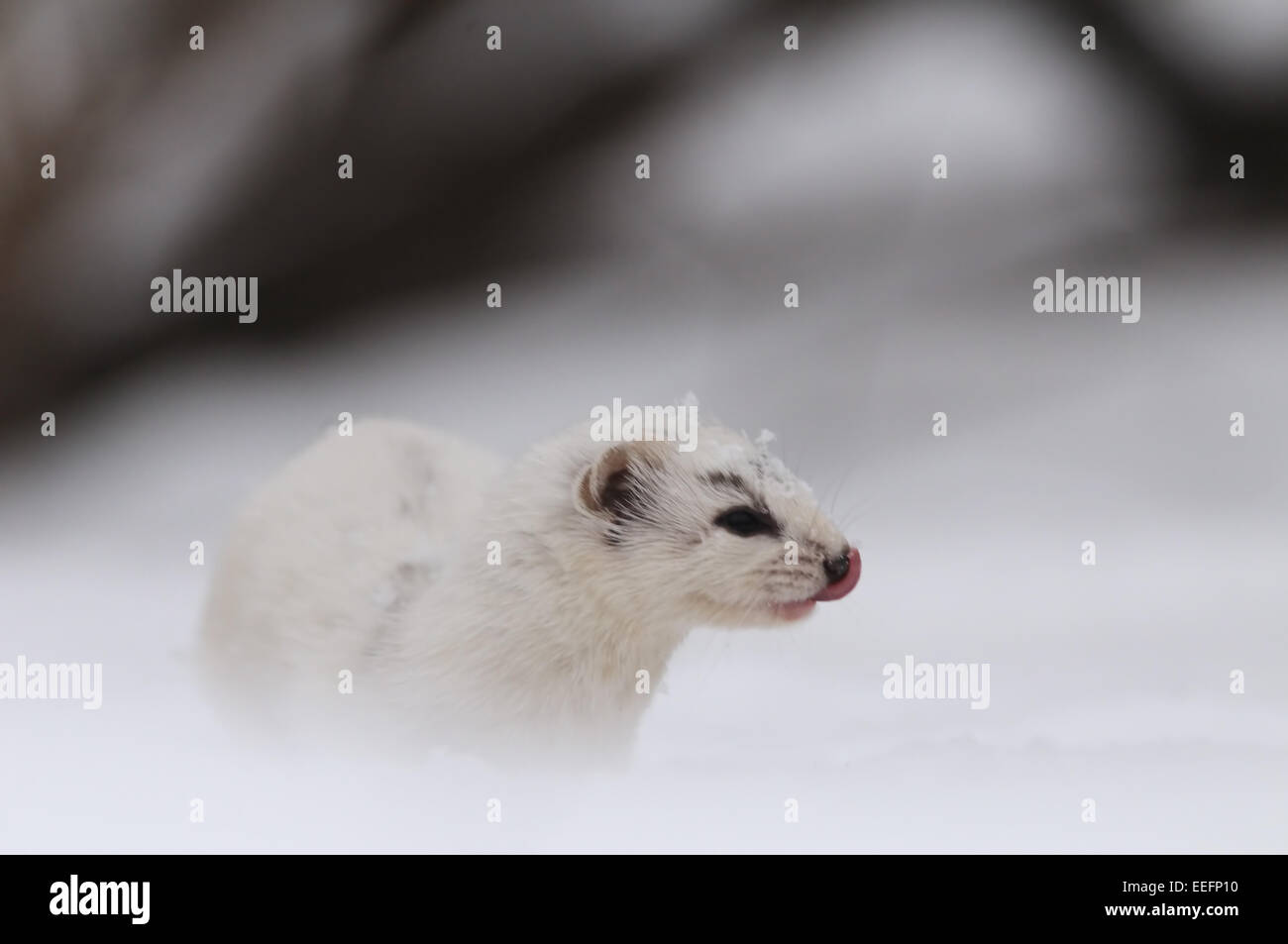 Least weasel in winter snow hi-res stock photography and images - Alamy