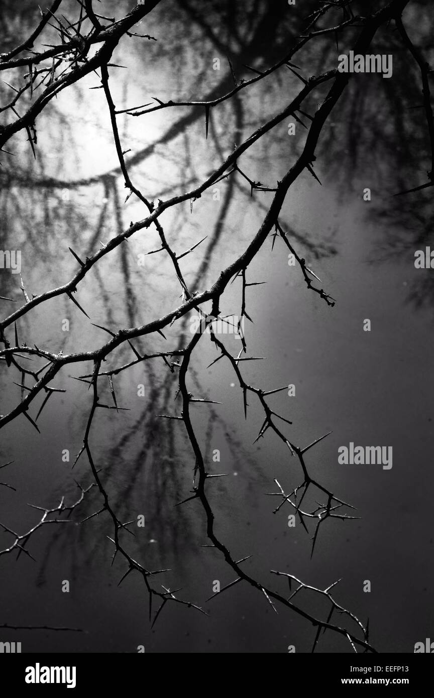Trees with thorns hi-res stock photography and images - Alamy