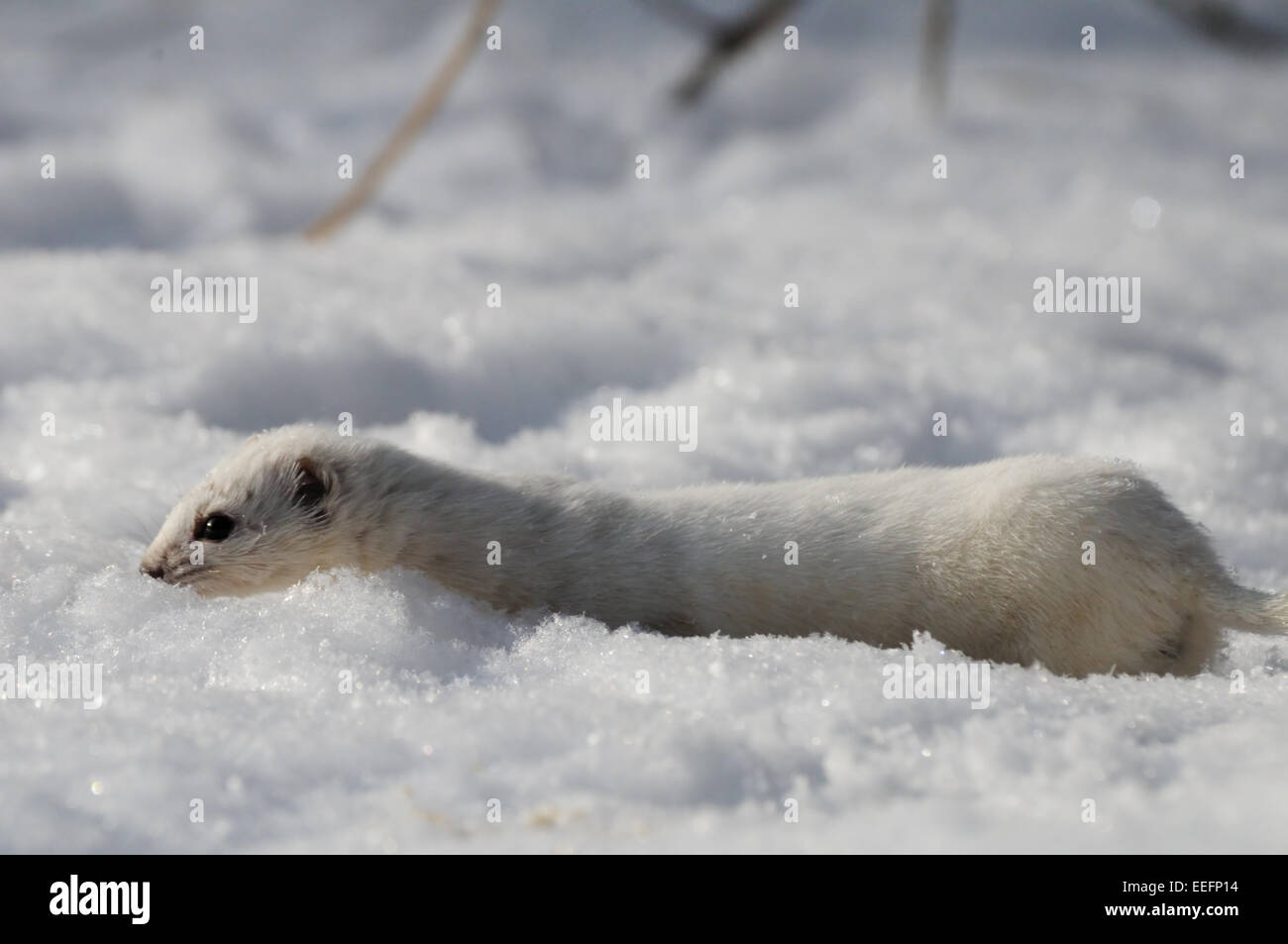 Weasel tail hi-res stock photography and images - Alamy