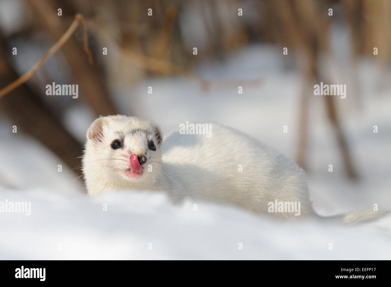 White weasel snow hi-res stock photography and images - Alamy