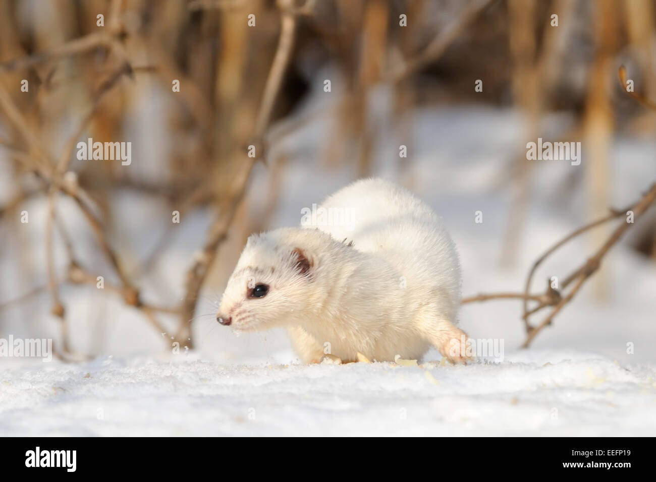 Least Weasel In Winter Snow High Resolution Stock Photography and ...