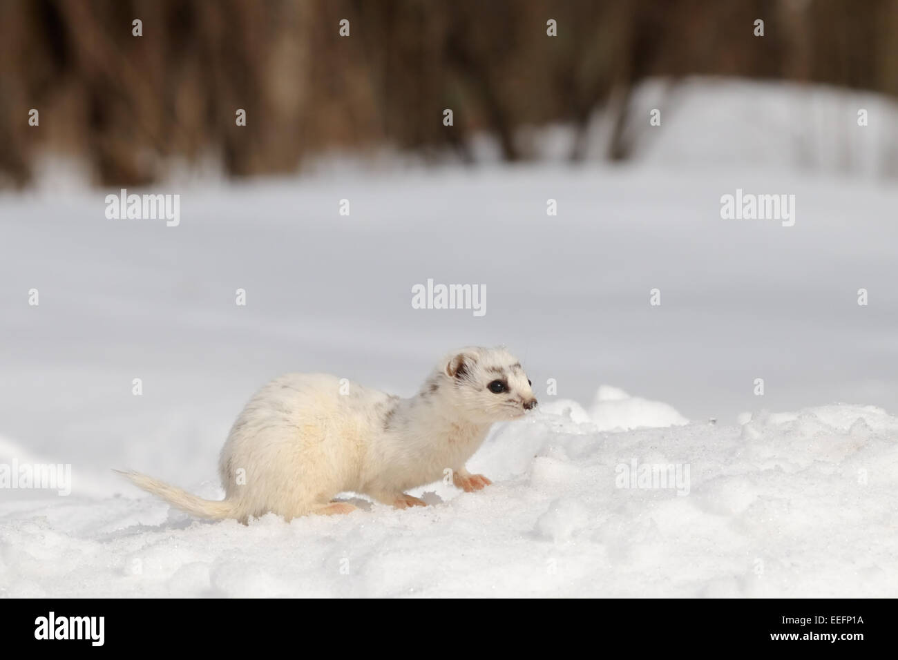 Lest Weasel early in the spring Stock Photo - Alamy