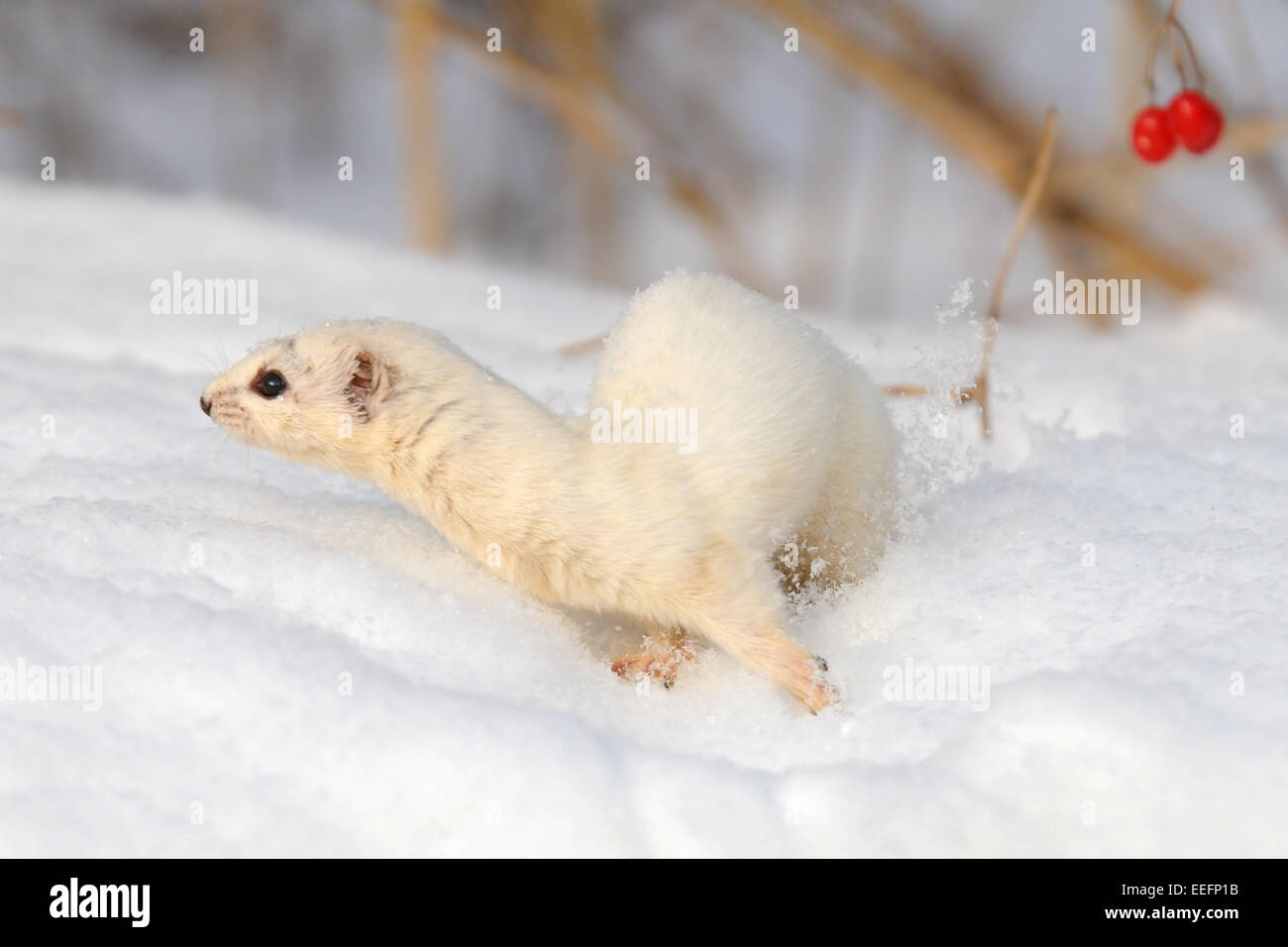 Outside the hole Lest Weasel is very careful and every moment ready to ...