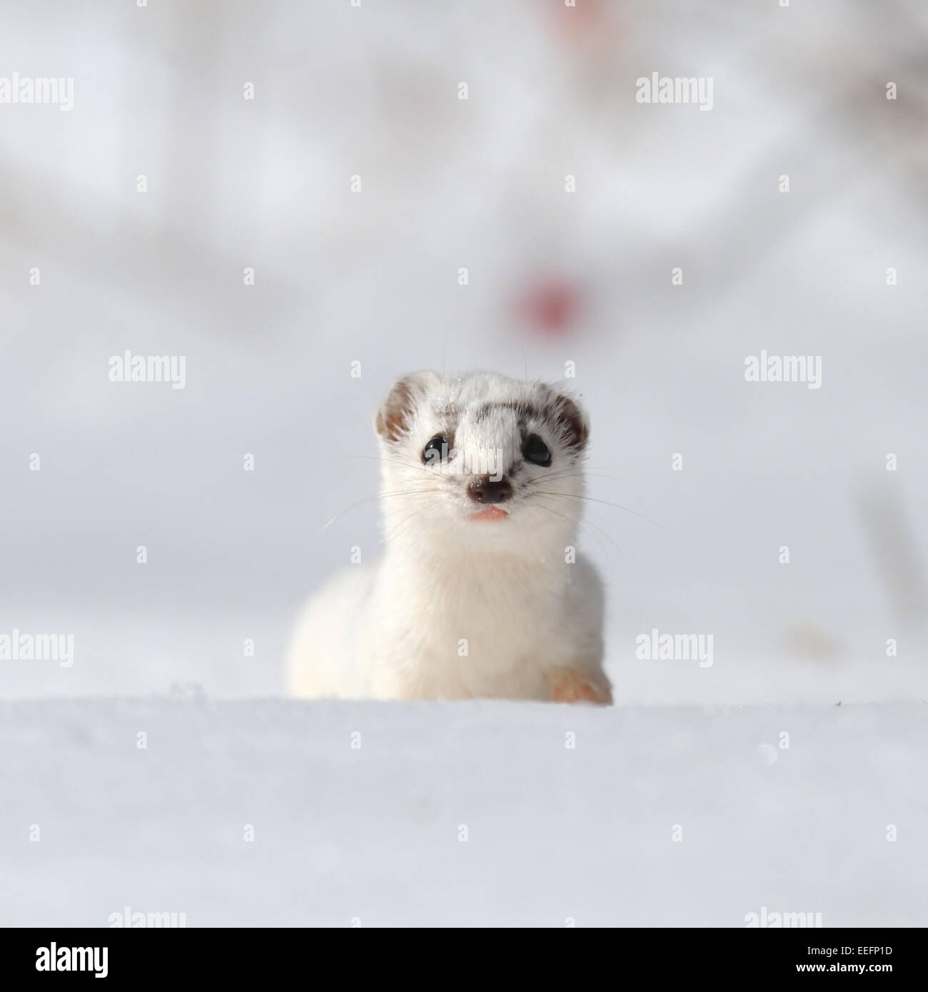 Lest Weasel early in the spring Stock Photo - Alamy