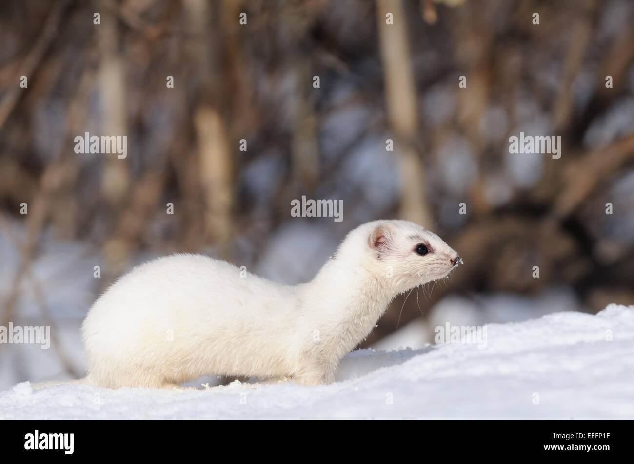 Least weasel in winter snow hi-res stock photography and images - Alamy