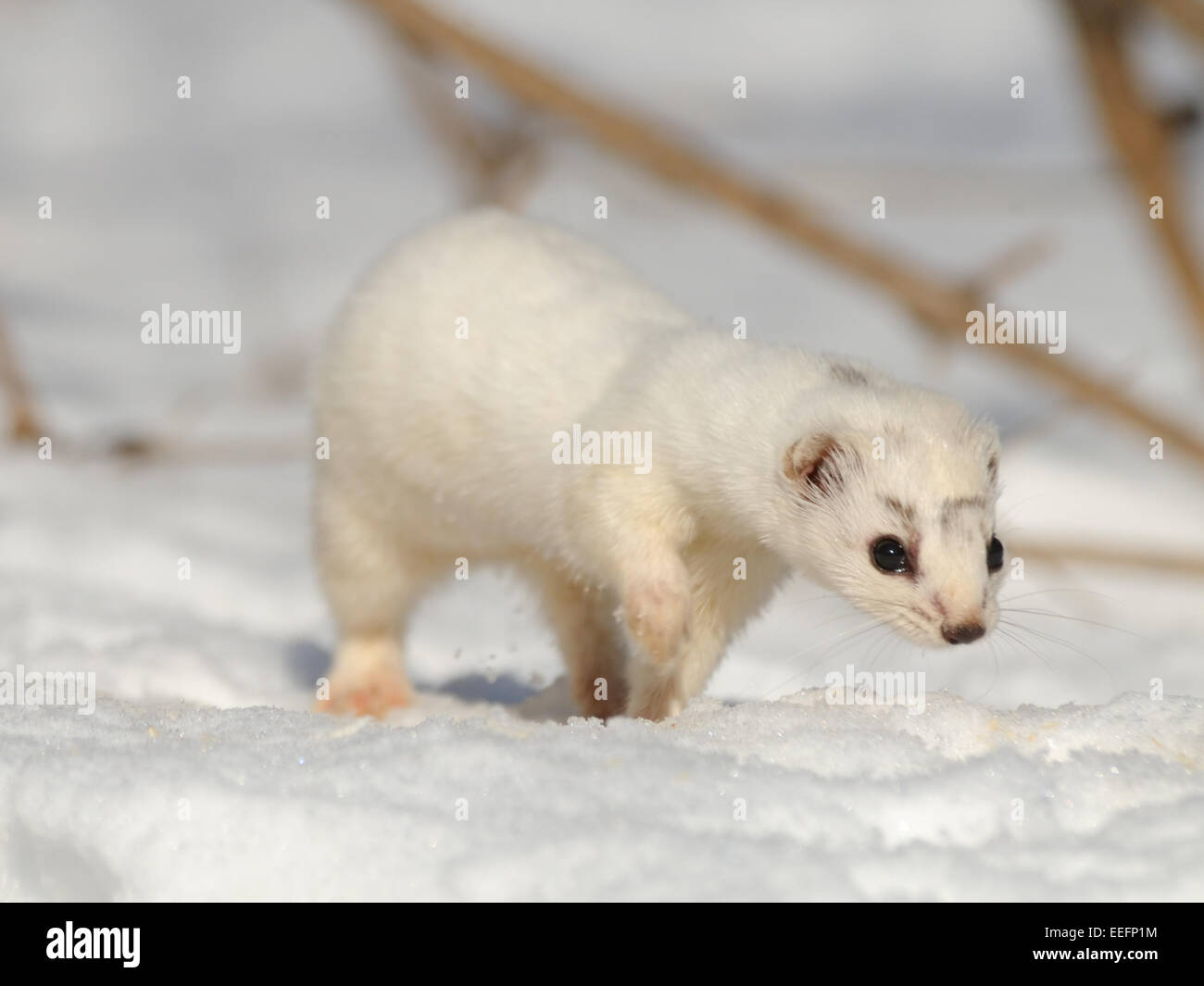 Least weasel hi-res stock photography and images - Alamy