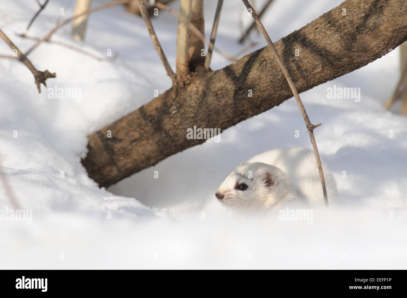 Lest Weasel early in the spring Stock Photo - Alamy