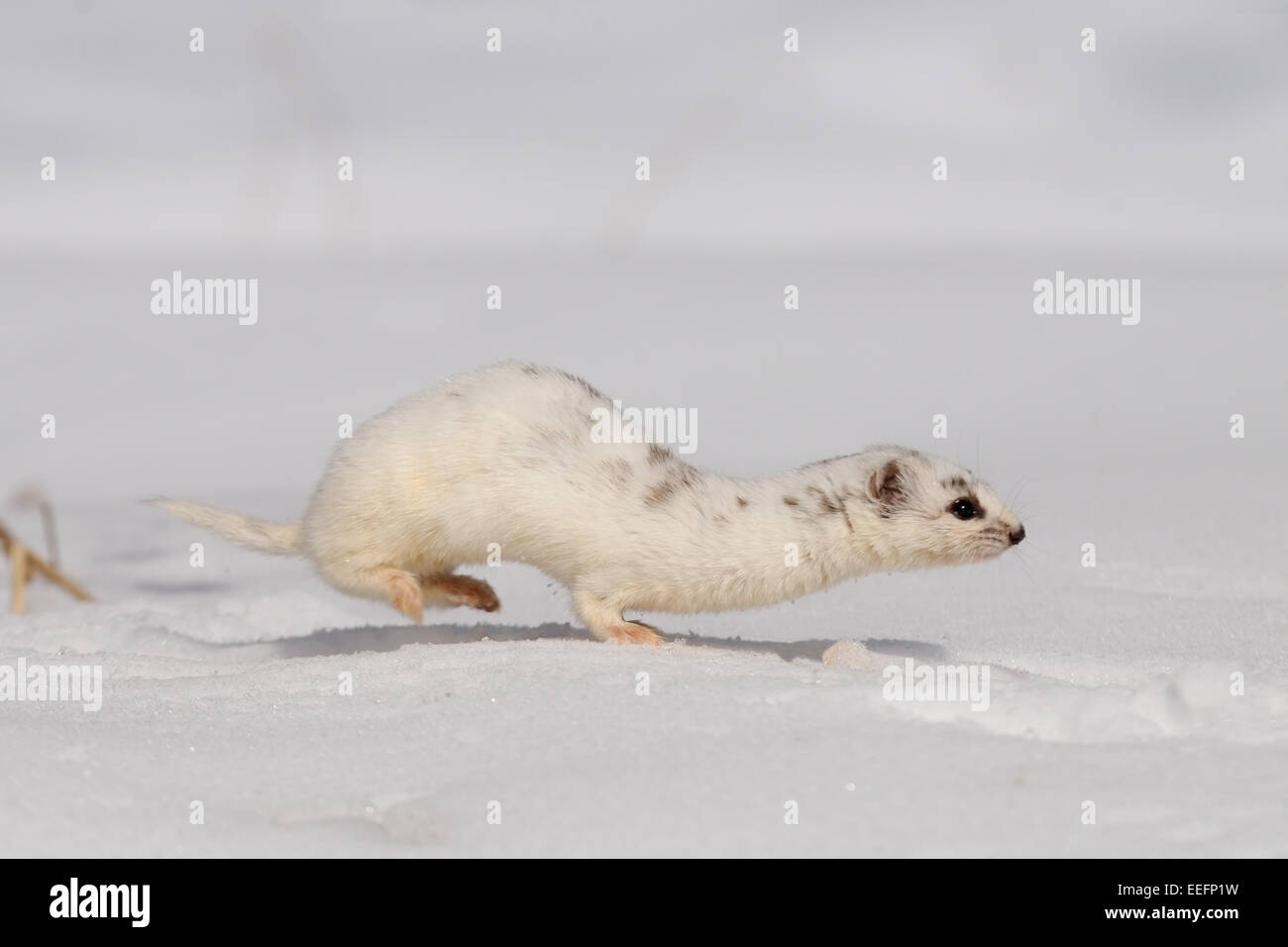 Winter Least Weasel running in the snow Stock Photo - Alamy