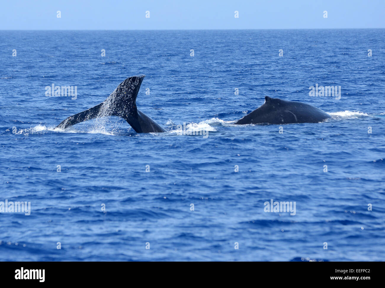 Sperm whales hi-res stock photography and images - Alamy