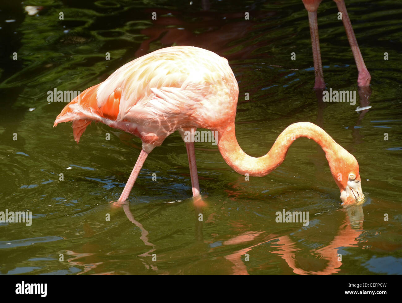 Flamingo feeding in a Florida pond Stock Photo - Alamy