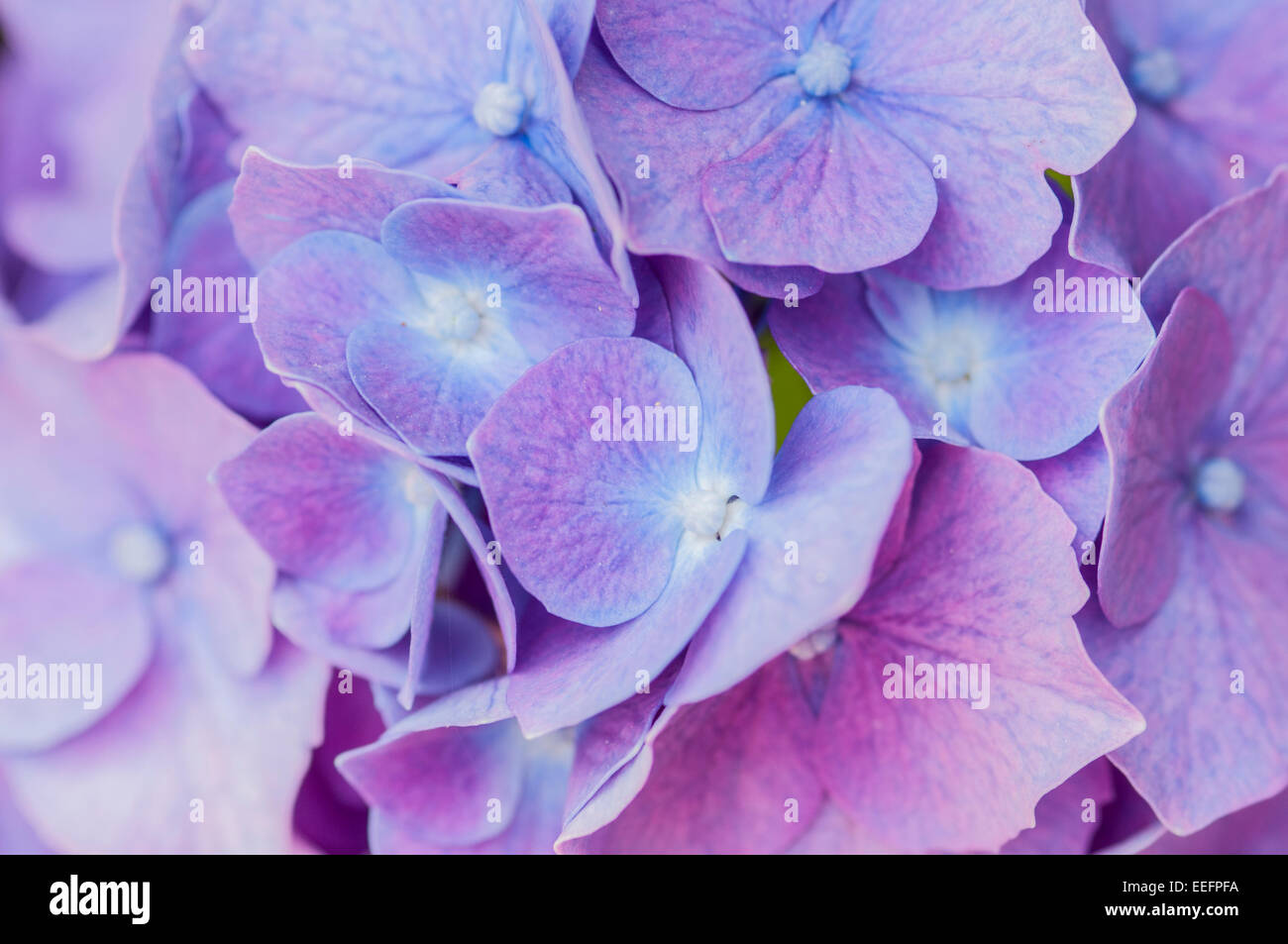 Macro shot hortensia hydrangea hi-res stock photography and images - Alamy
