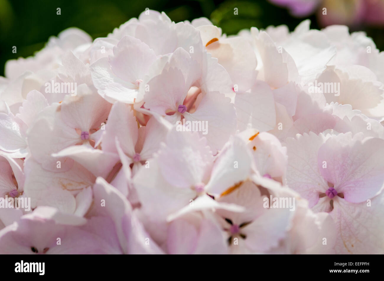 Hydrangea detail hi-res stock photography and images - Alamy