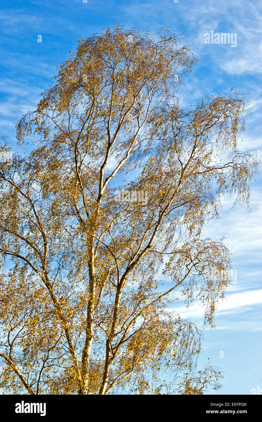 Autumn birch tree hi-res stock photography and images - Alamy