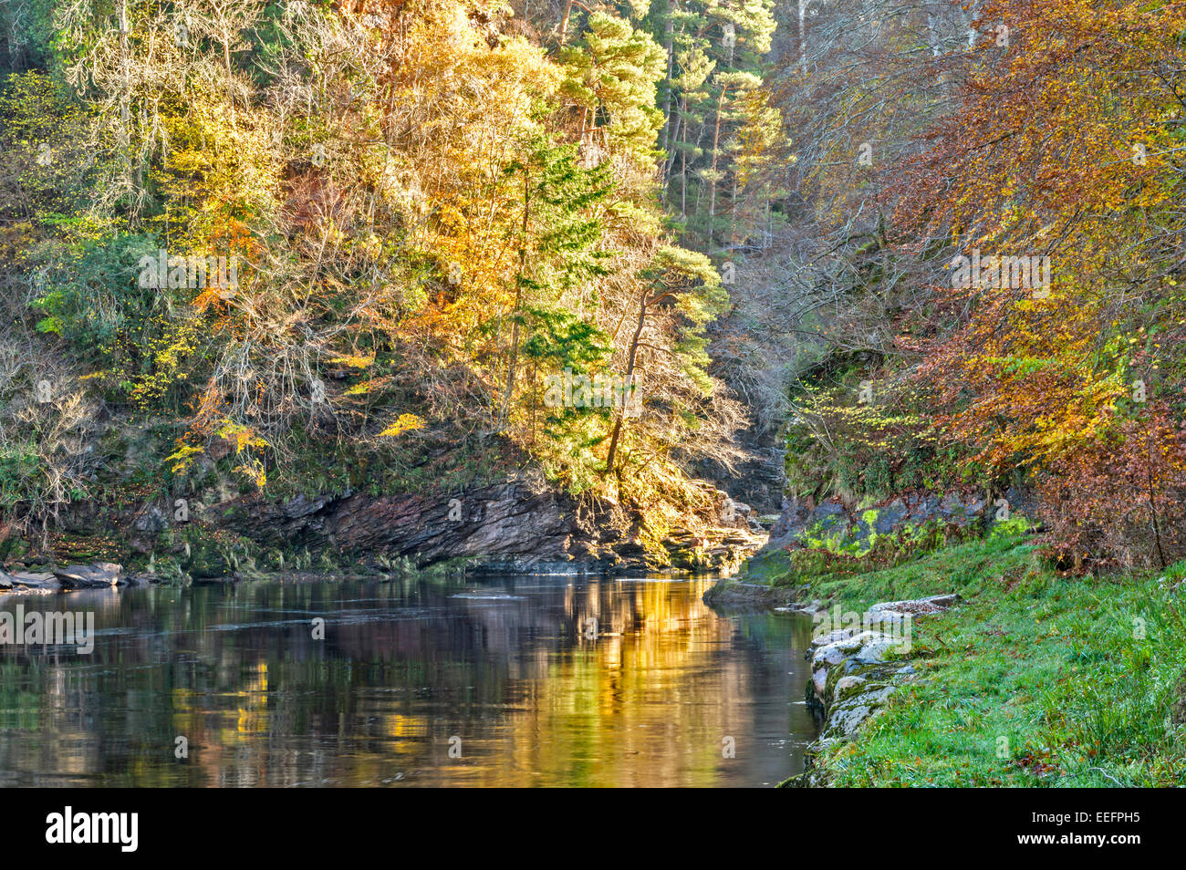 RIVER FINDHORN GORGE AT DARNAWAY WITH AUTUMNAL TREES LEAVES AND WATER ...