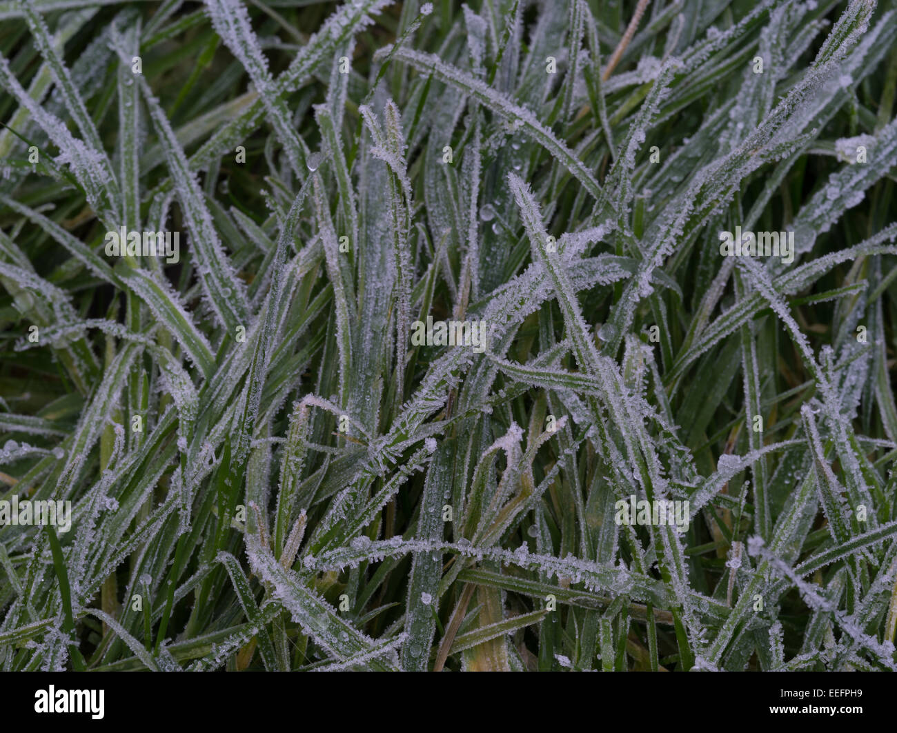 Frozen grass texture hi-res stock photography and images - Alamy