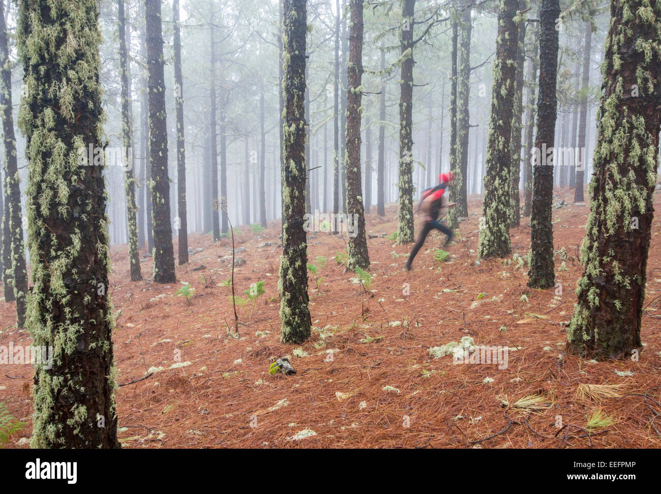 Runner training for ultra marathon race running through mist shrouded ...