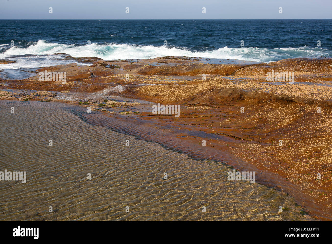 A detail of a rockpool meeting the ocean in Sydney, Australia Stock ...