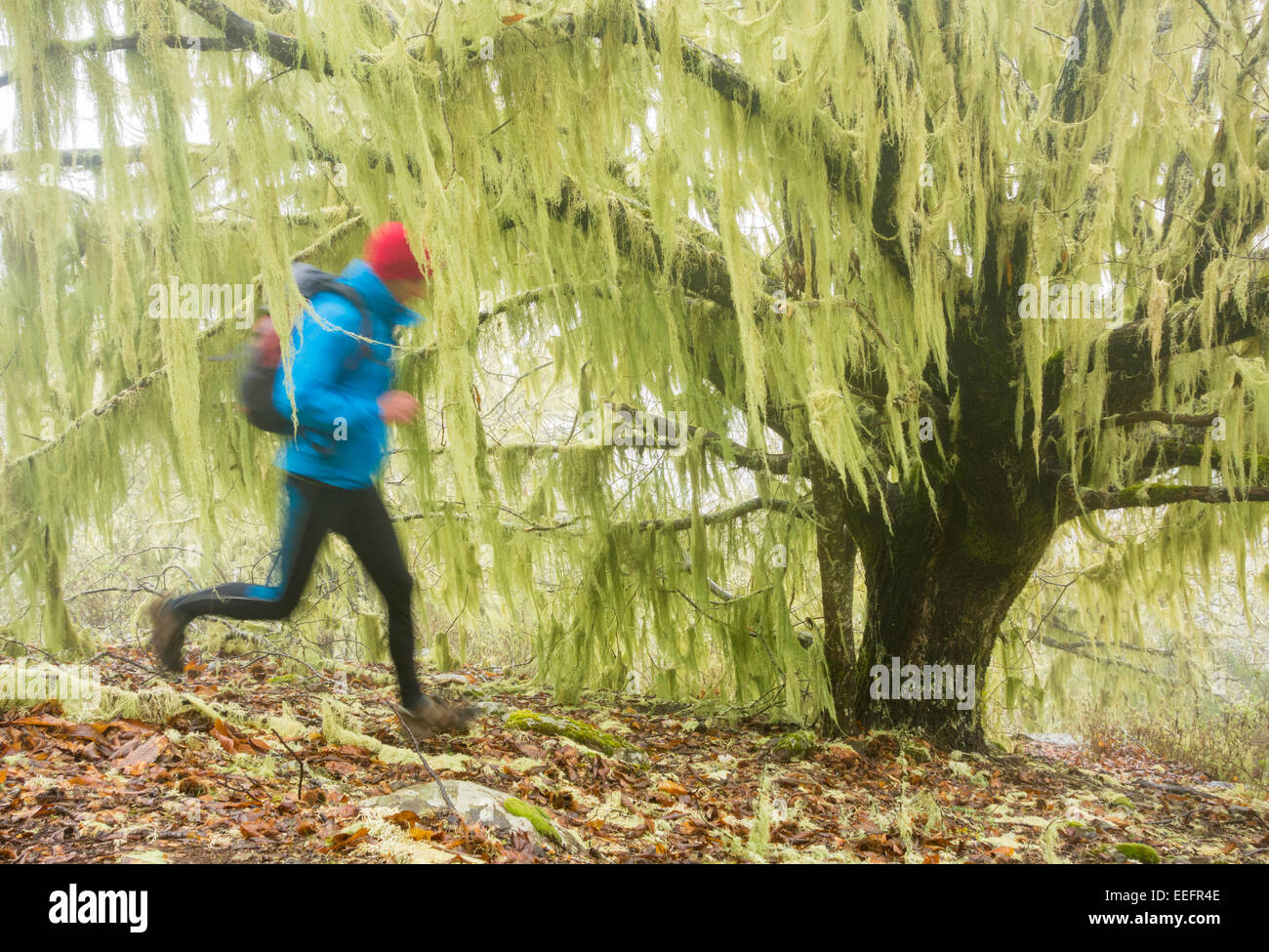 Runner training for ultra marathon race running through mist shrouded ...