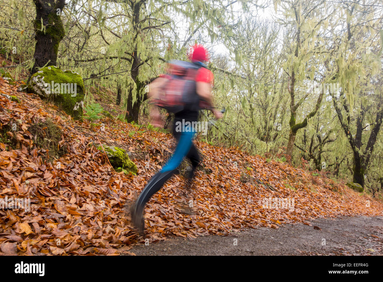 Runner training for ultra marathon race running through mist shrouded ...