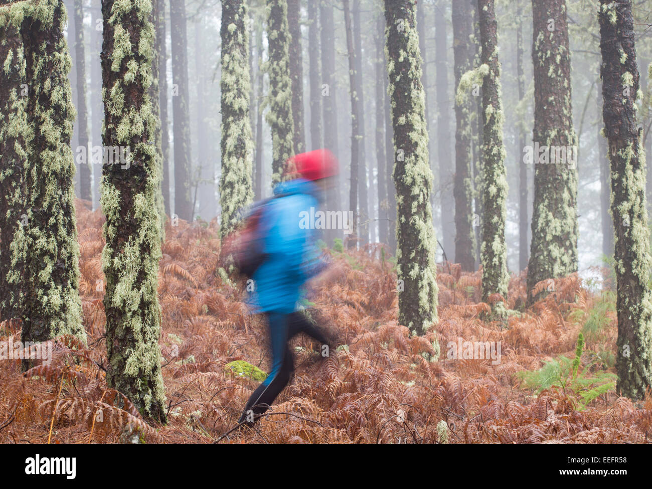 Runner training for ultra marathon race running through mist shrouded ...