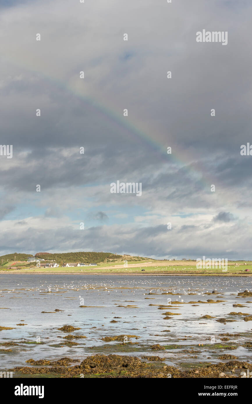 Moray firth birds hi-res stock photography and images - Alamy