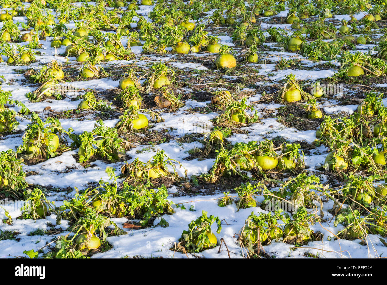 Field with turnips hi-res stock photography and images - Alamy