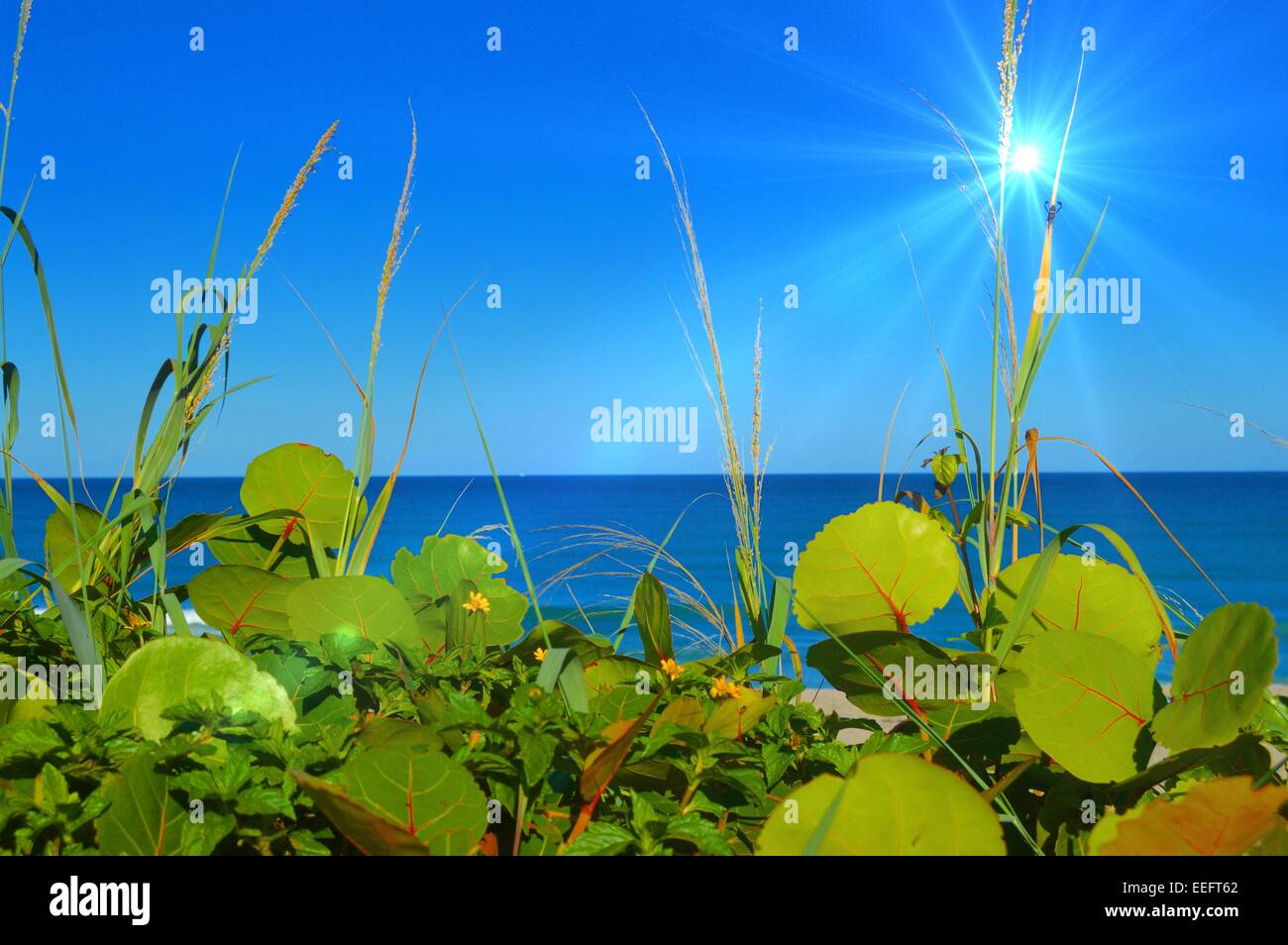 Foliage by the Sea Stock Photo - Alamy