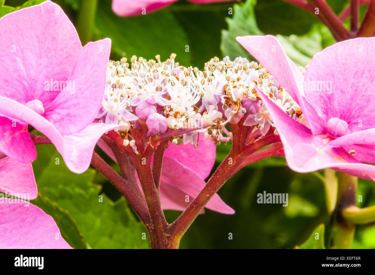 Macro shot of hydrangea flowers Stock Photo - Alamy