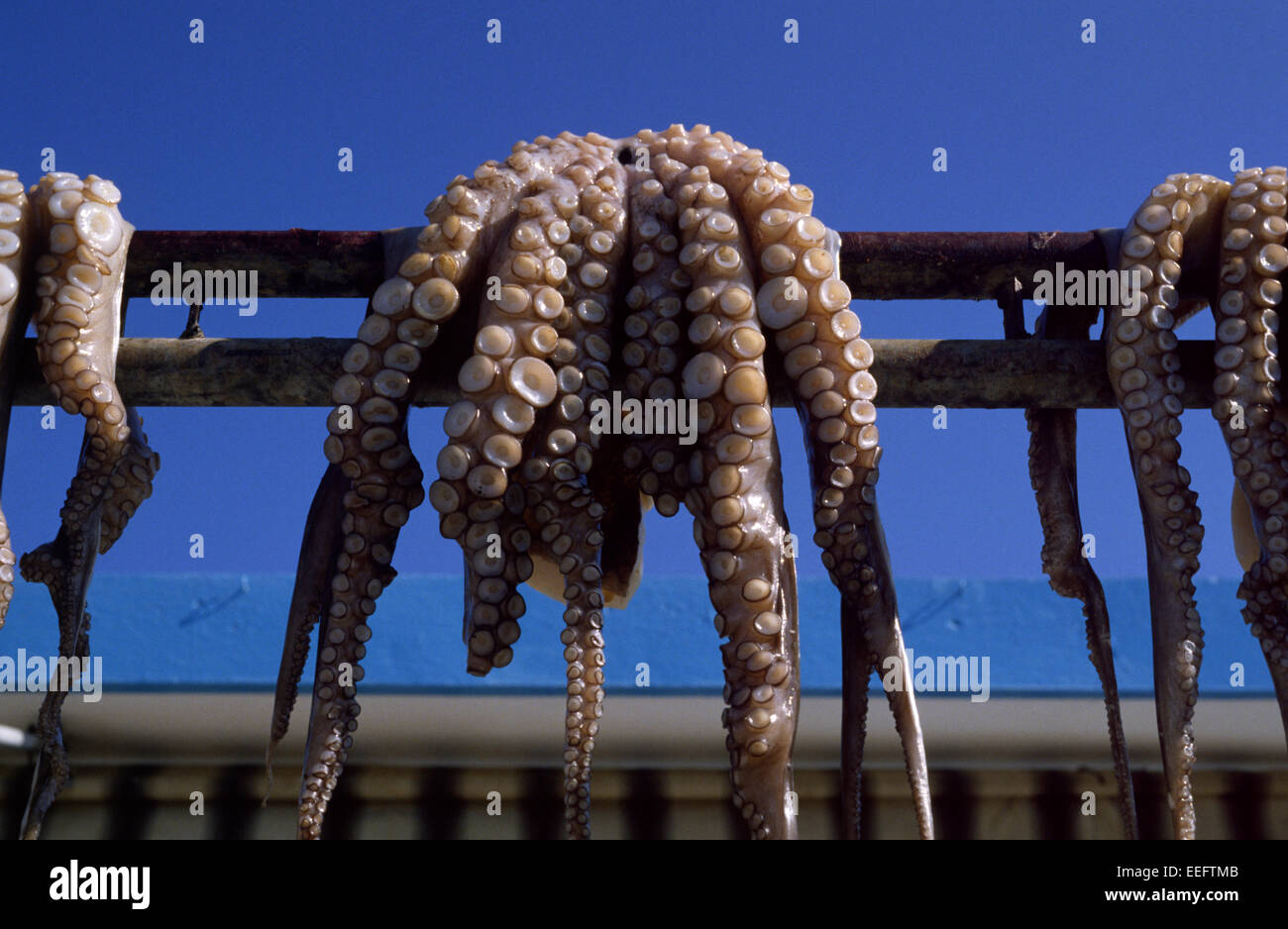 greece, dodecanese islands, lipsi, octopus drying Stock Photo - Alamy