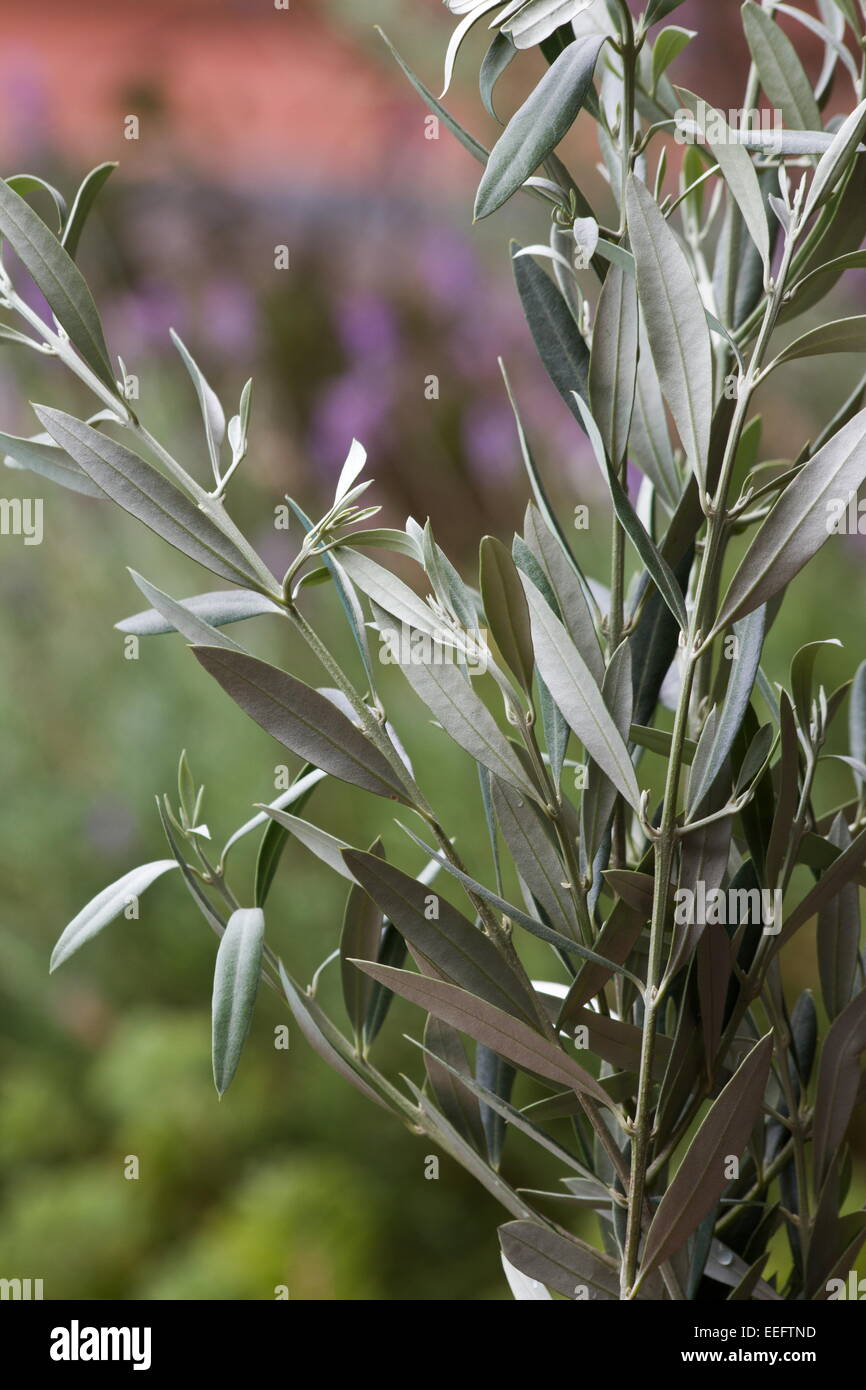 Olive (Olea europaea) branch and leaves Stock Photo - Alamy