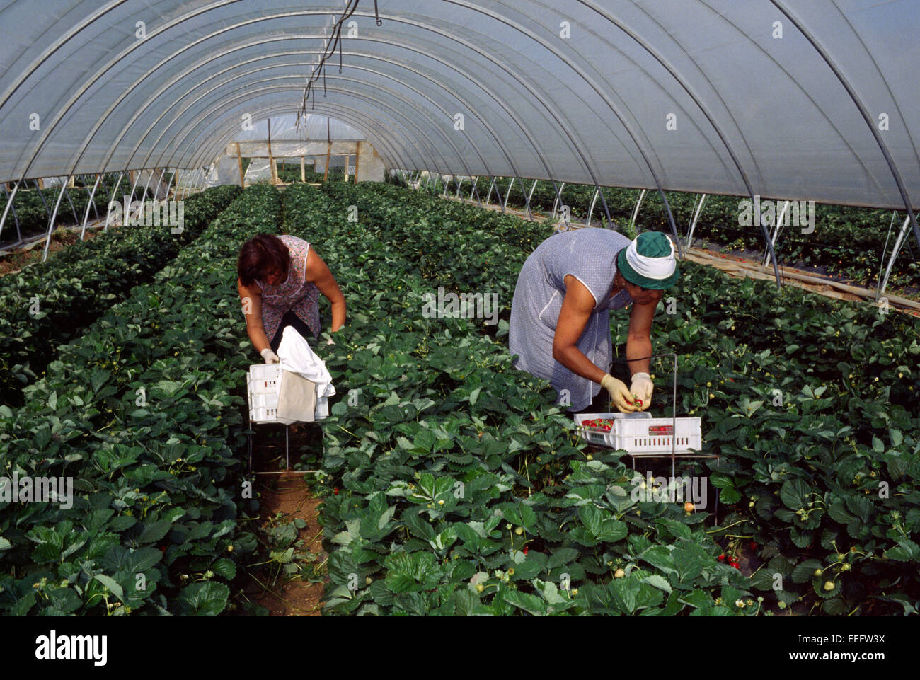 Strawberry farm worker hi-res stock photography and images - Alamy
