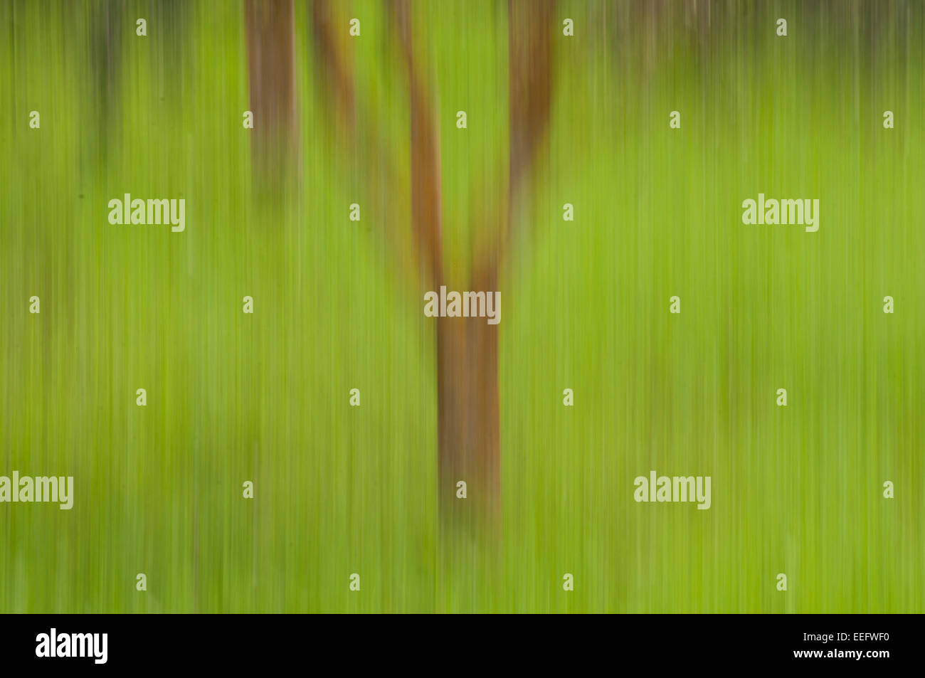 Abstract background shot of forest trees produced by intentional camera ...