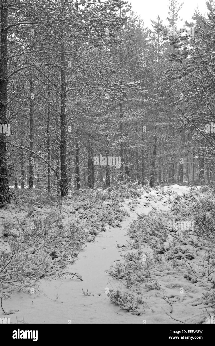 The Queen's Forest in the Cairngorms during a snow storm Stock Photo ...