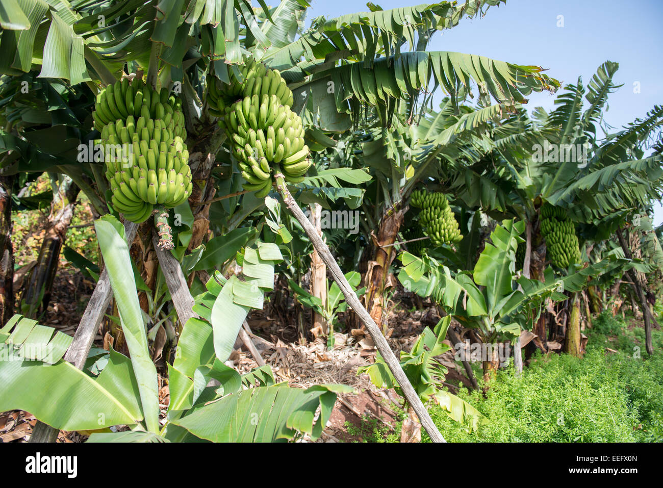 Plantation food hi-res stock photography and images - Alamy