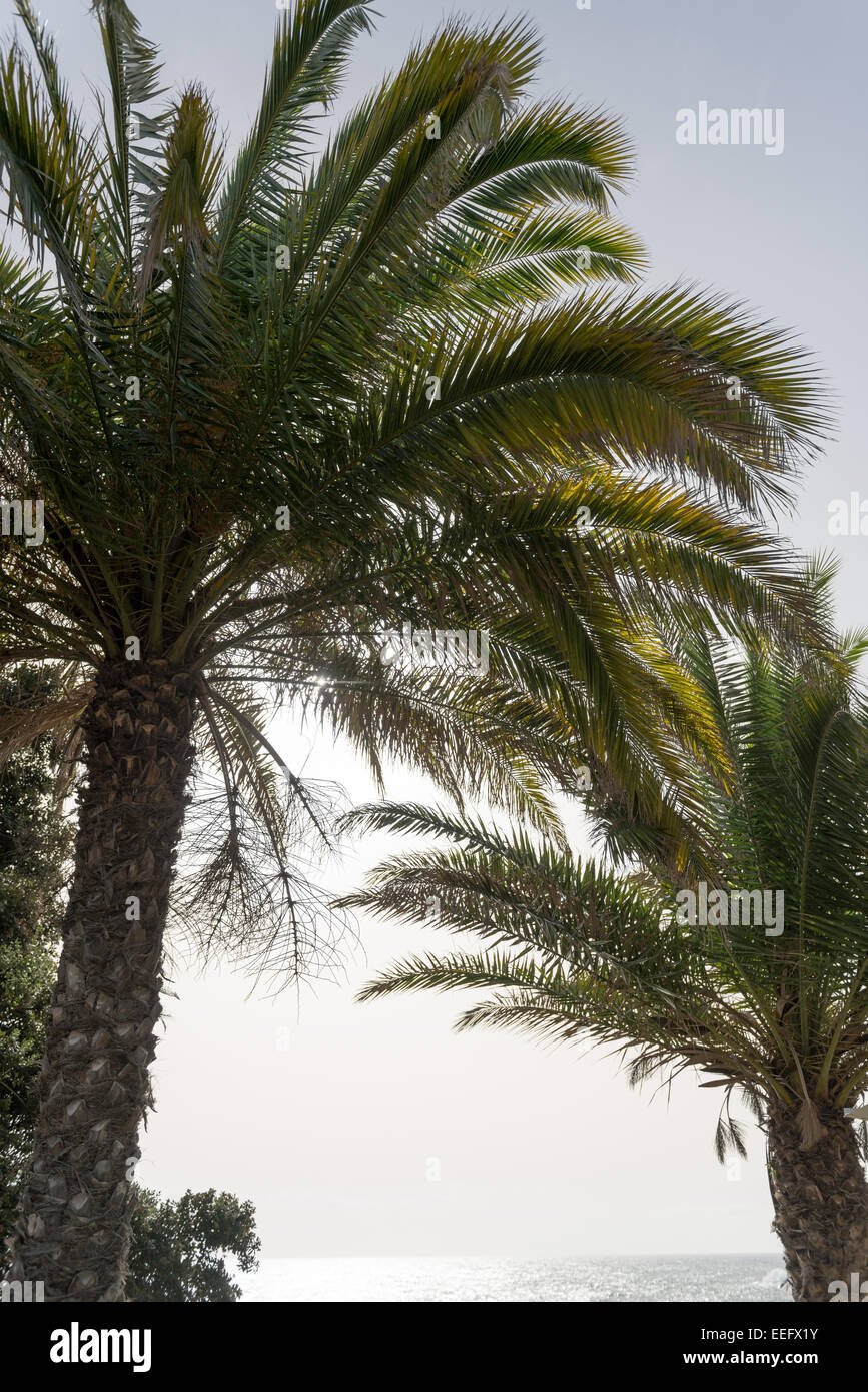 two palm trees Stock Photo - Alamy