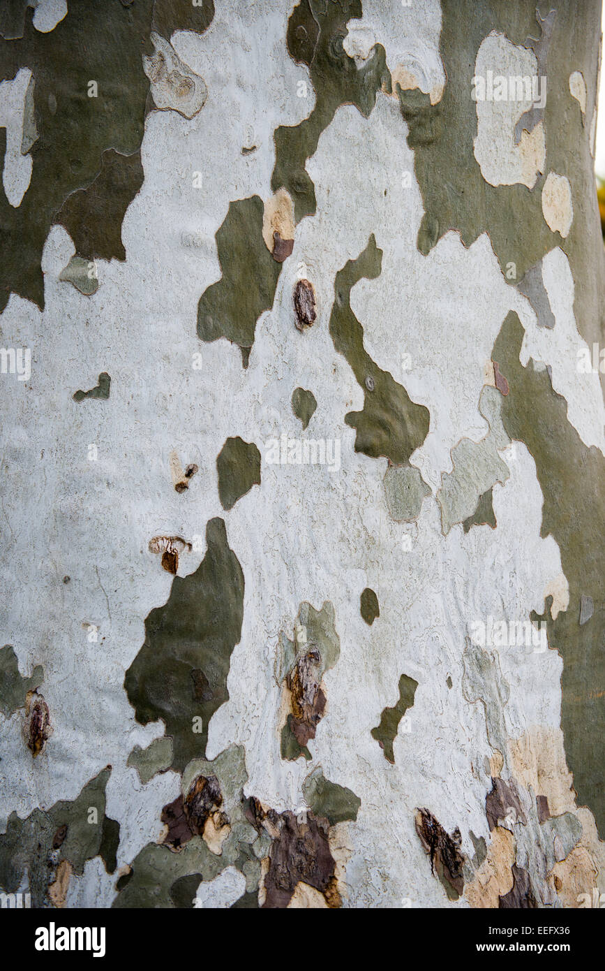 White skin tree hi-res stock photography and images - Alamy