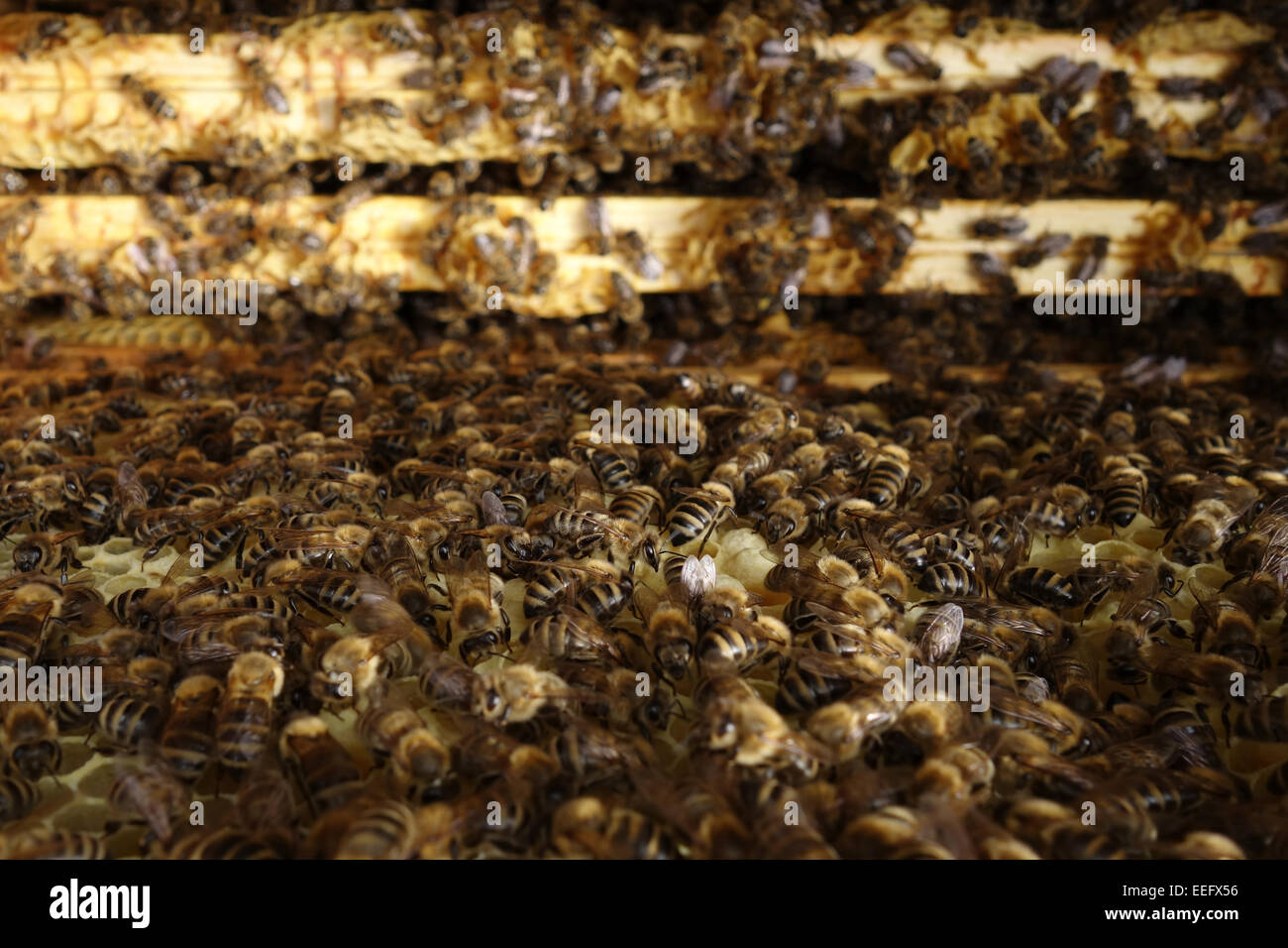 Berlin, Germany, honey bees on a honeycomb Stock Photo - Alamy