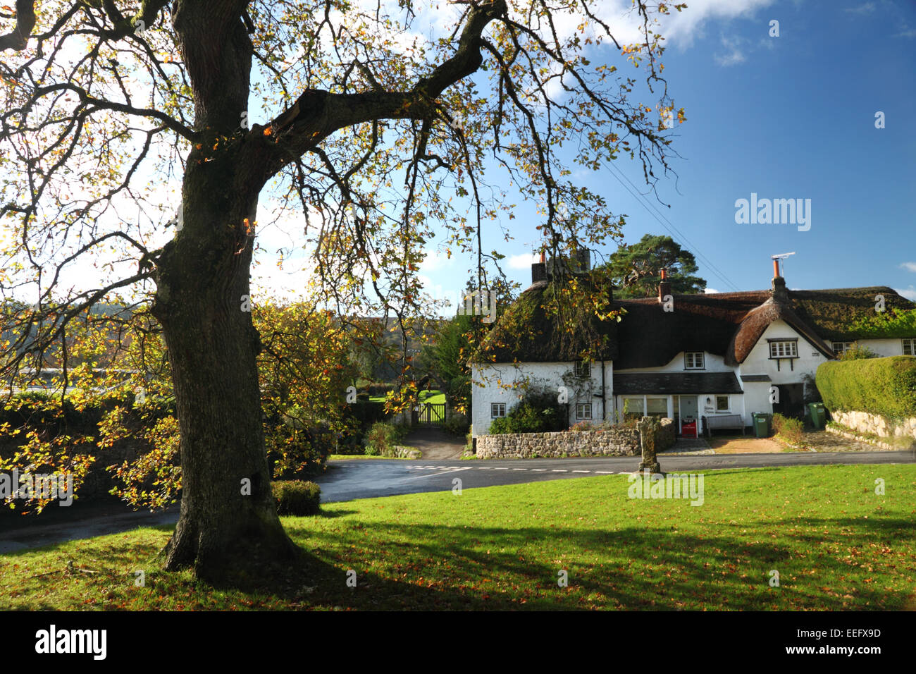 A thatched cottage with a tree in autumn foliage and a village green ...