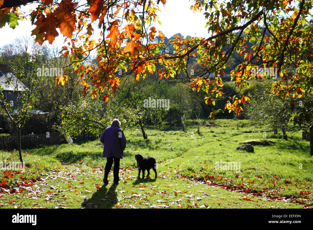 A women with a labrador walking in a field under an overhanging tree ...