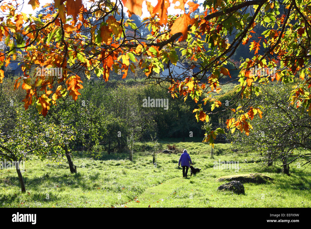 A women with a labrador walking in a field under an overhanging tree ...