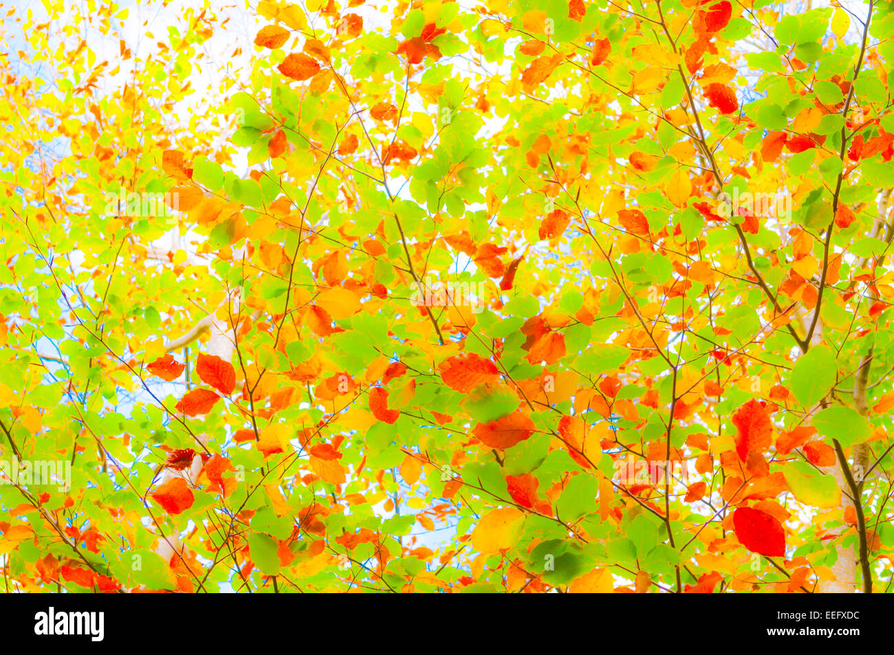 Saturated color colors hi-res stock photography and images - Alamy