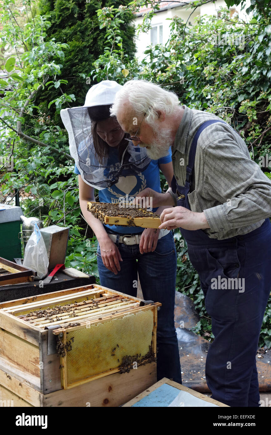 Berlin, Germany, bees in flight Stock Photo - Alamy