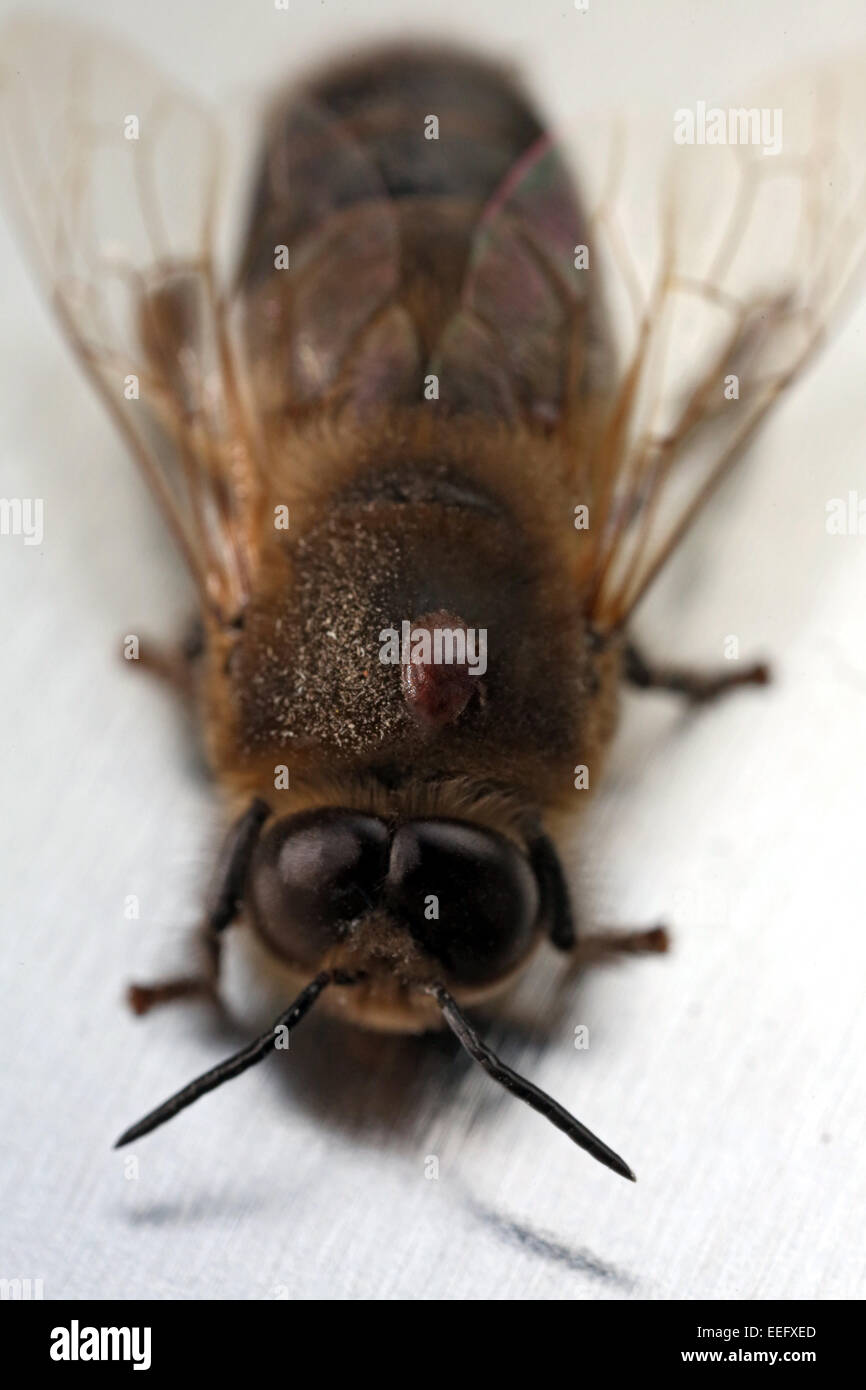 Varroa mite disease hi-res stock photography and images - Alamy