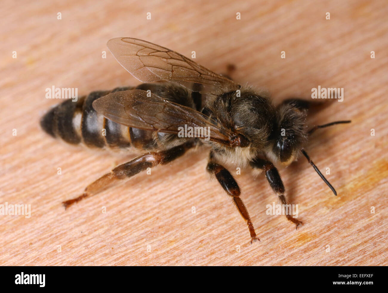 Varroa mite hi-res stock photography and images - Alamy