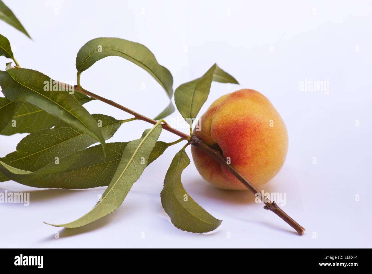 Peach prunus persica branch leaves hi-res stock photography and images ...