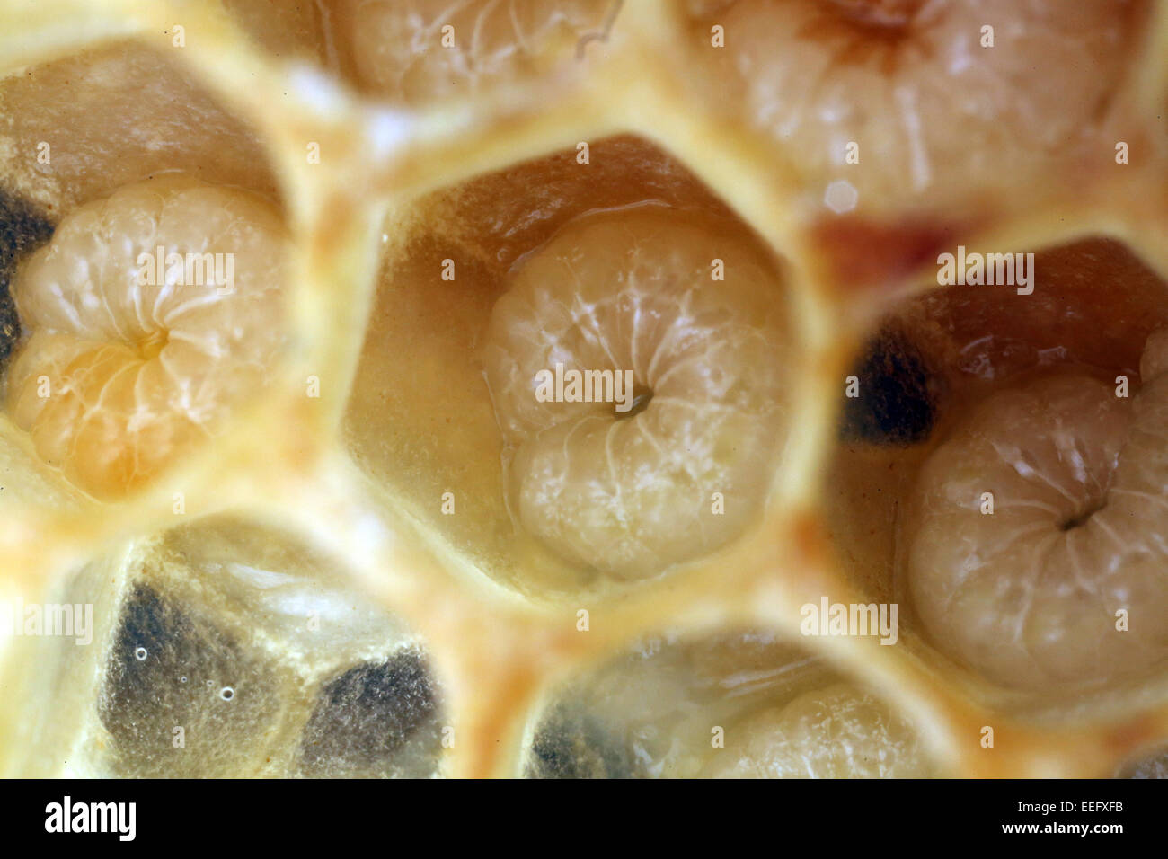 Brood hi-res stock photography and images - Alamy