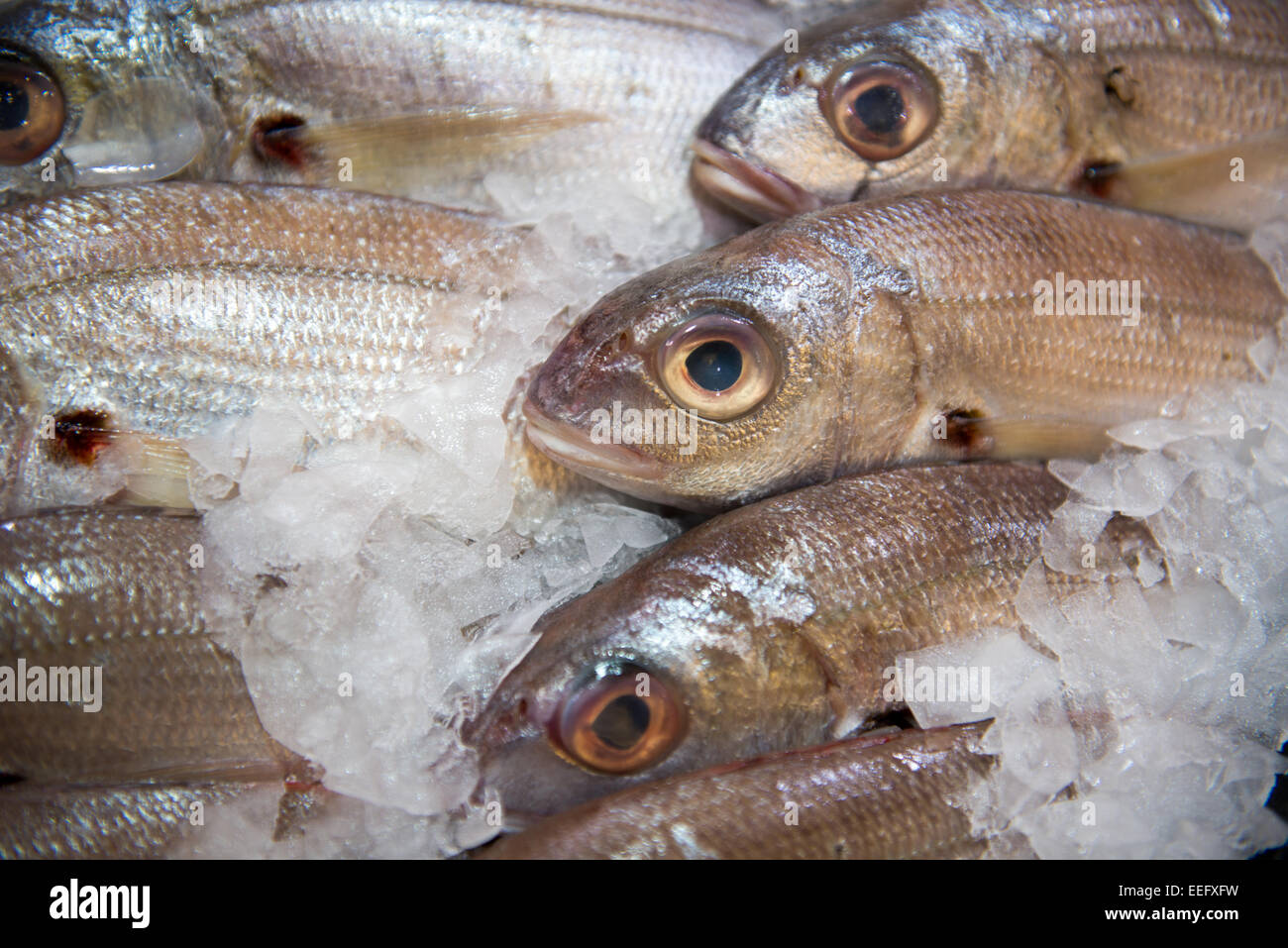Fresh catch hi-res stock photography and images - Alamy