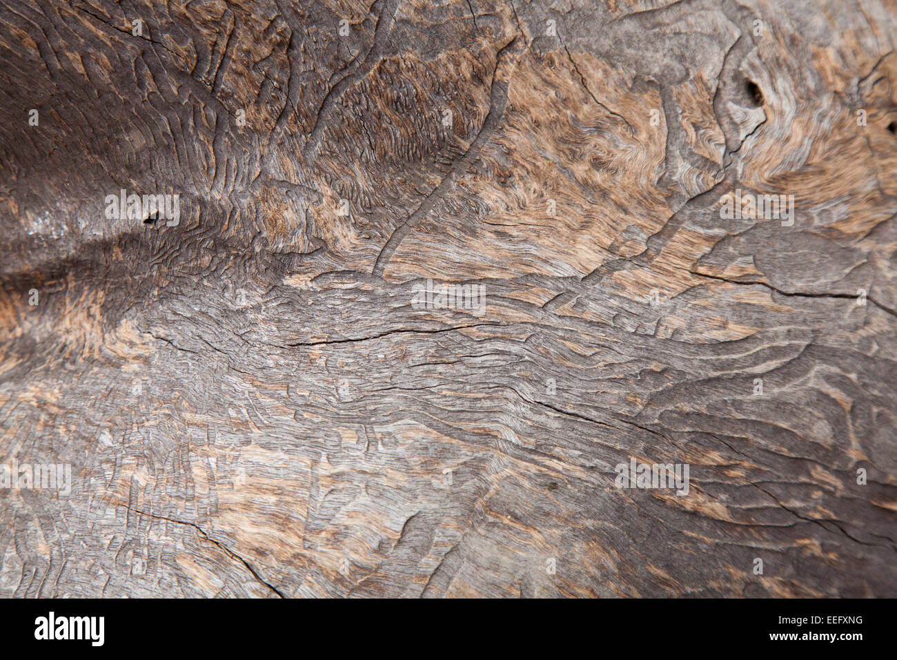 Bark beetle patterns on a dead eucalyptus trunk Stock Photo - Alamy